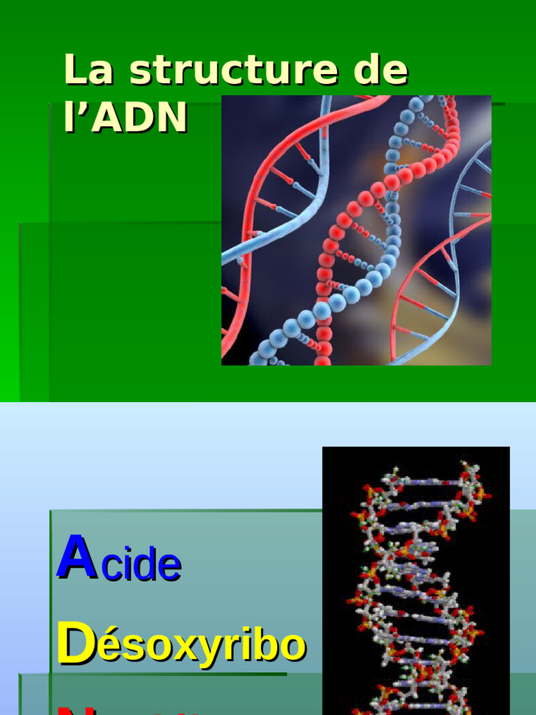 Structure et Fonction de l'ADN | PDF | ADN | Répertoire national des ...