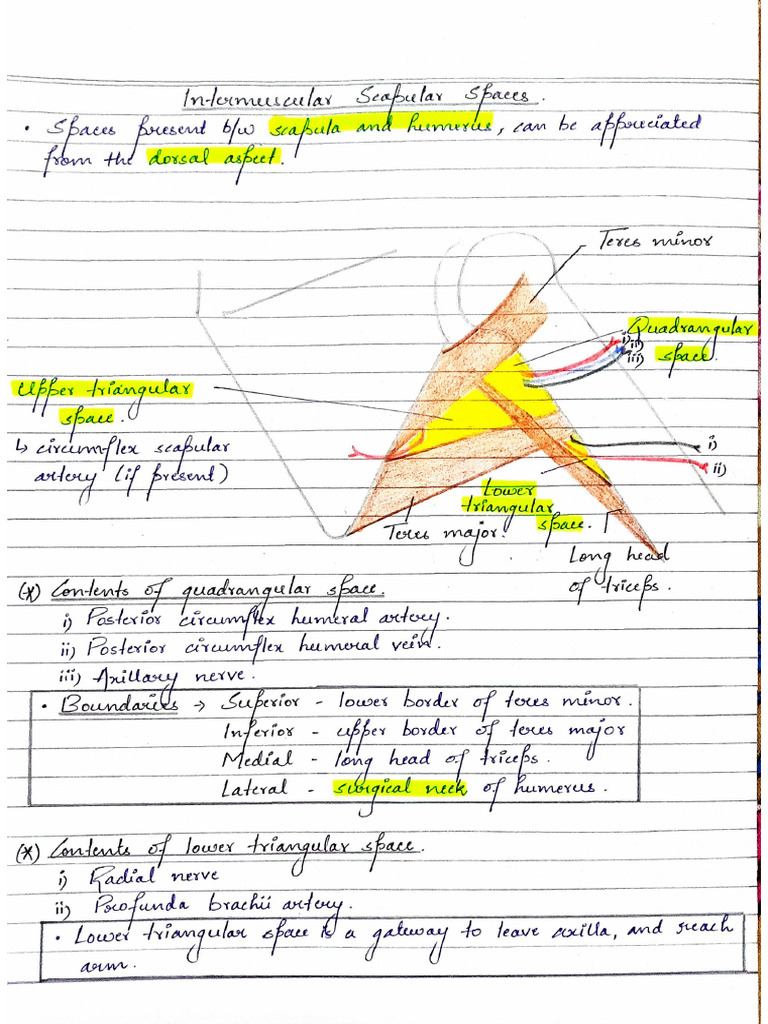 Intermuscular Scapular Spaces and Anterior Compartment of Arm | PDF