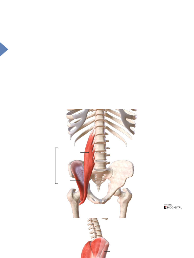 Slides - Muscles of The Gluteal Region | PDF