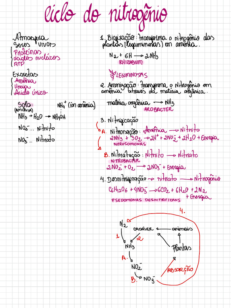 Ciclo do nitrogênio | PDF | Nitrogênio | Engenharia de Processos Químicos