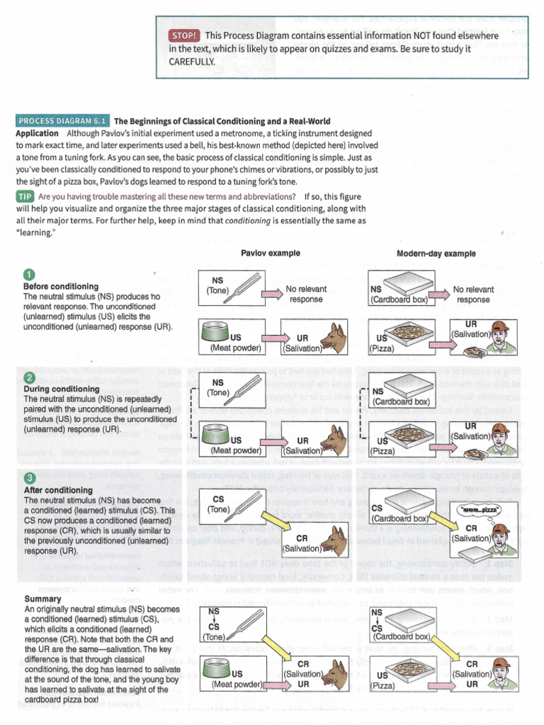 Beginnings of Classical Conditioning | PDF