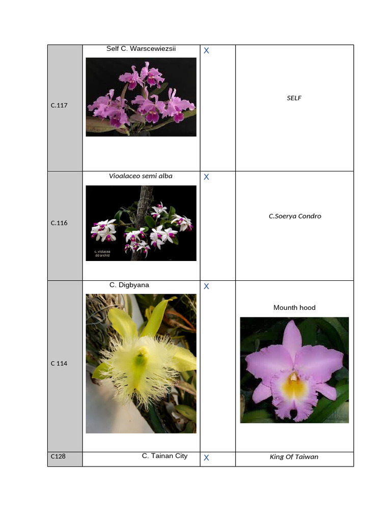 Cattleya Varieties Overview | PDF