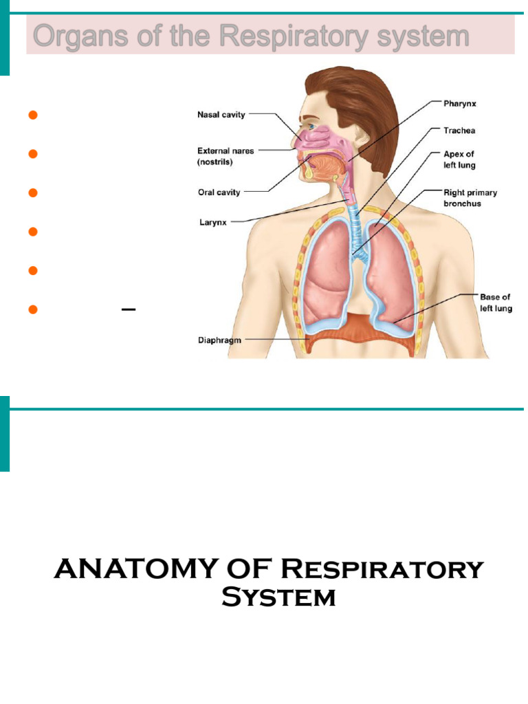 ( Respiratory System | PDF | Respiratory Tract | Human Nose