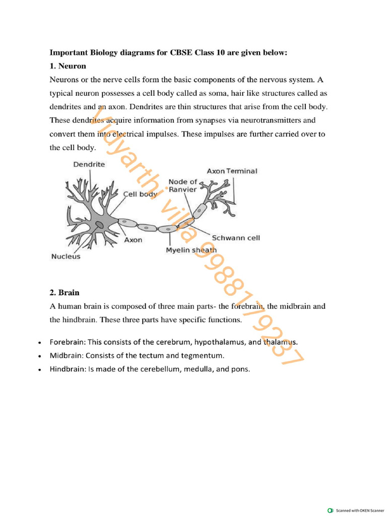 Important Diagrams of Bio Class10 | PDF