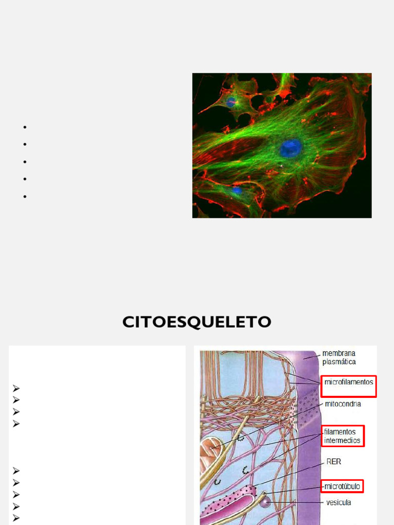 Estructura y Función del Citoesqueleto | PDF | Microtúbulos | Actina