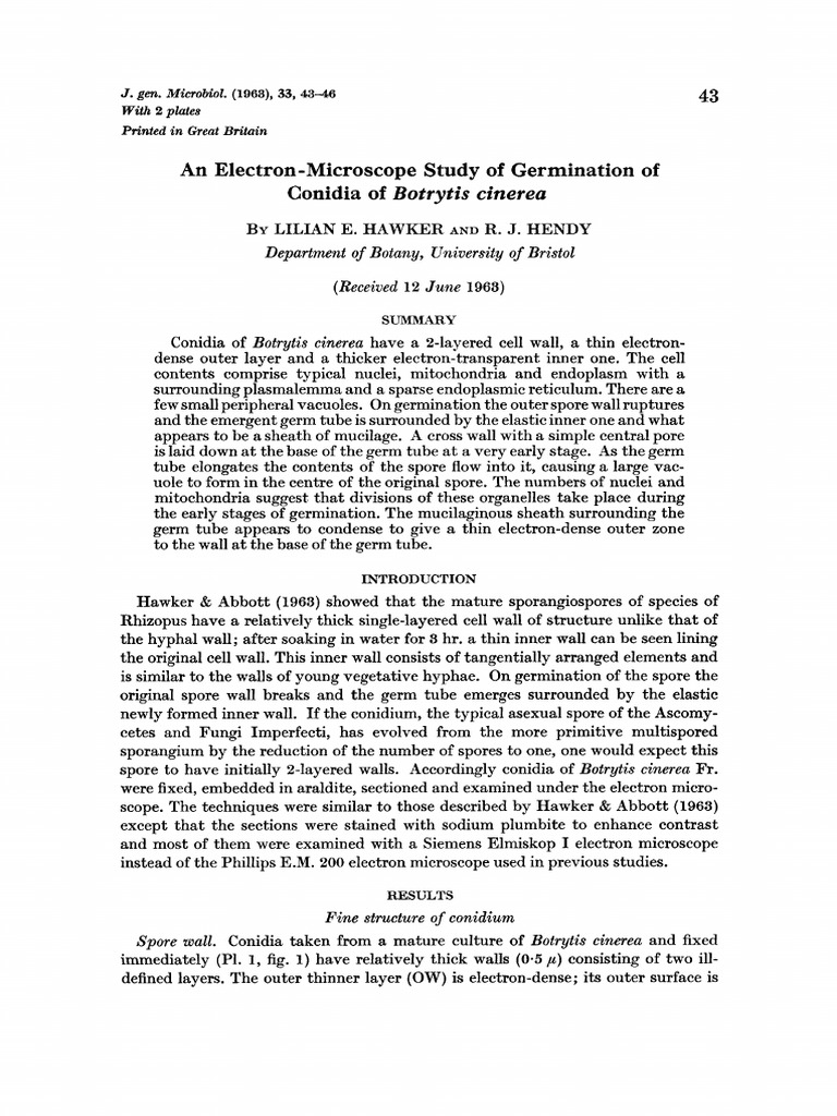 Electron Microscopy of Botrytis cinerea Germination | PDF | Fungus ...