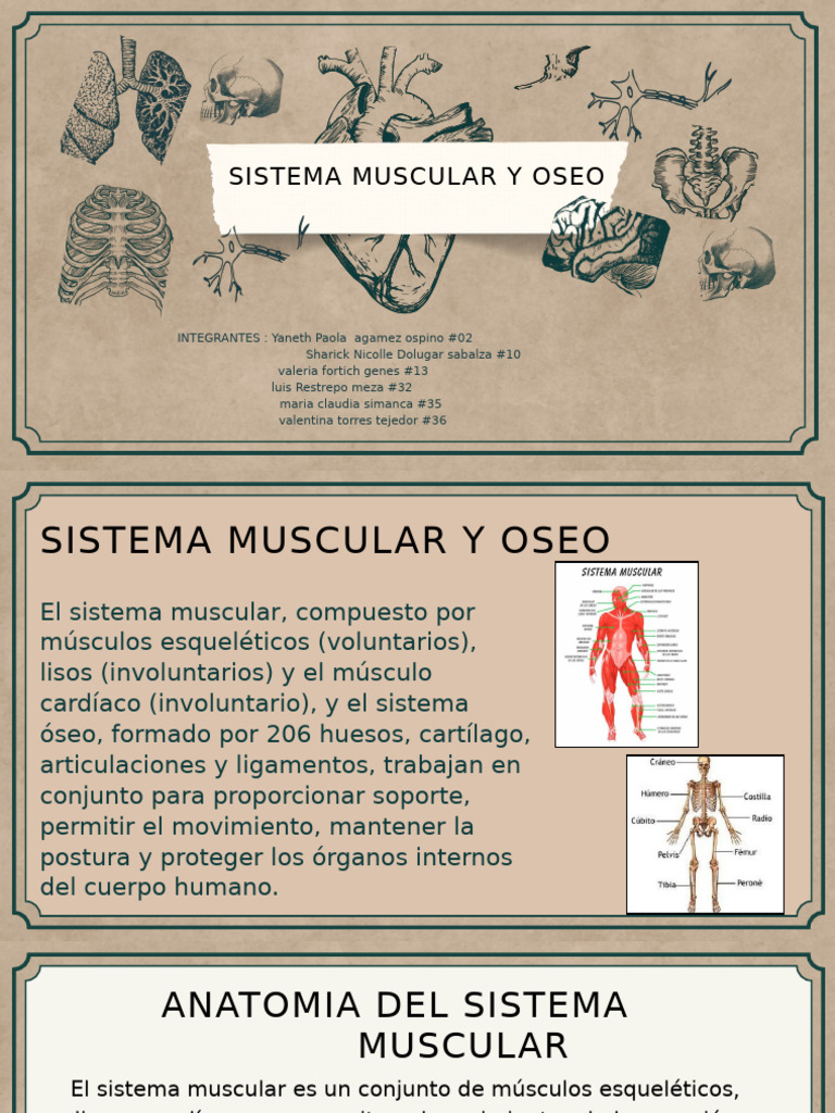 Sistema Muscular y Oseo | PDF | Articulación | Hueso