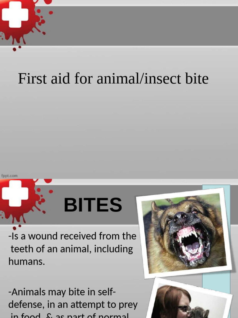 First Aid for Animal and Insect Bites | PDF | Rabies | Medical Specialties