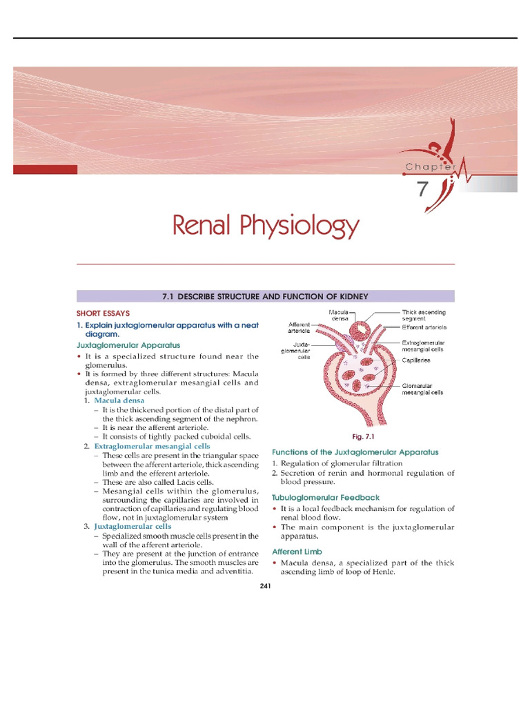 Renal Physiology | PDF