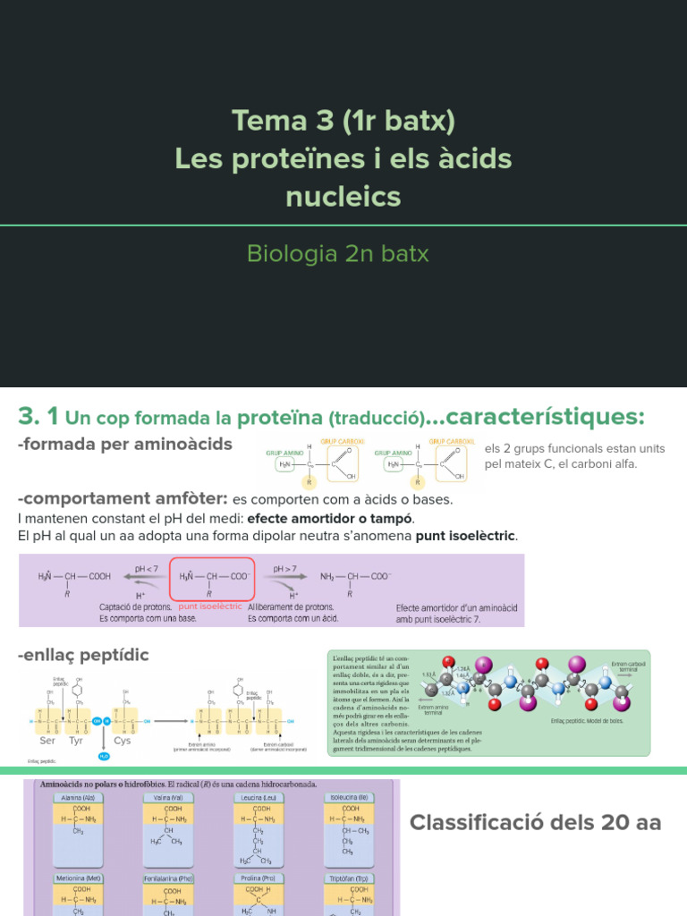 T3-1batx. Les Proteïnes I Els Àcids Nucleics | PDF