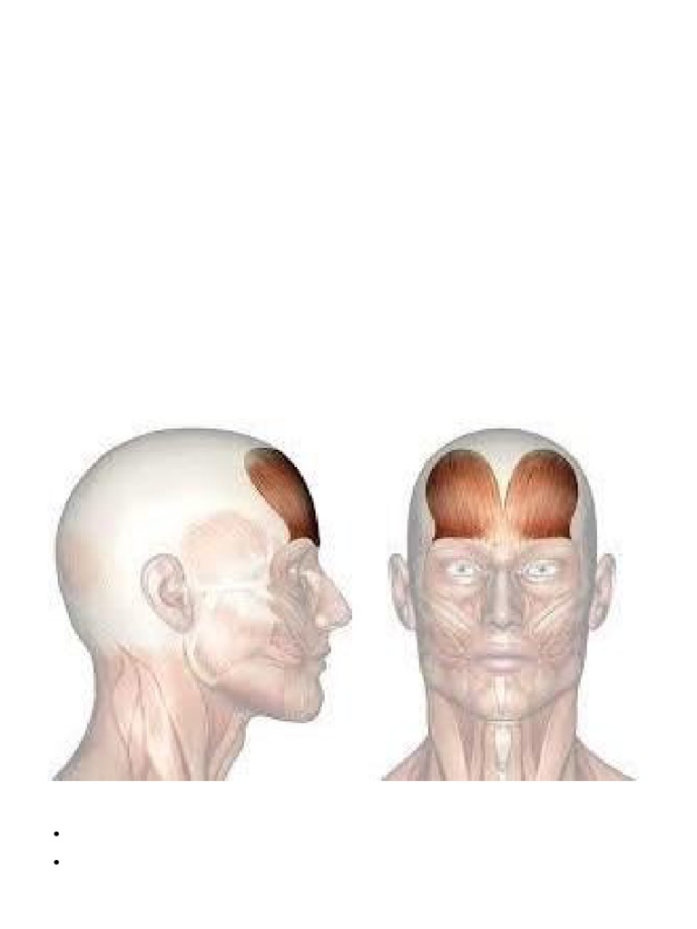 Musculos Faciales y Botox | PDF | Sistema musculoesquelético | Anatomía ...