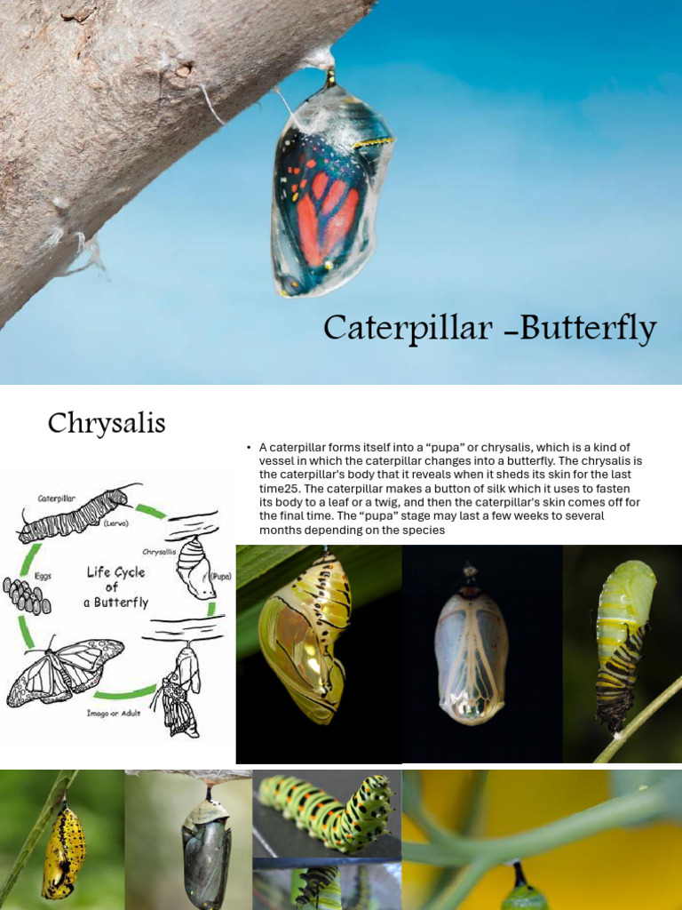 Amira Rizk tree house | PDF