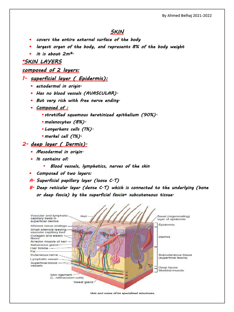 SKIN | PDF | Skin | Anatomy