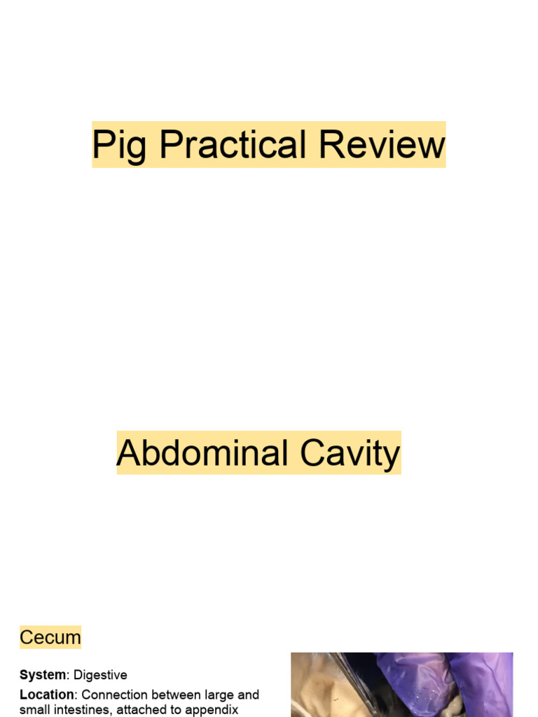 Pig Anatomy and Digestive Disorders Guide | PDF | Atrium (Heart ...