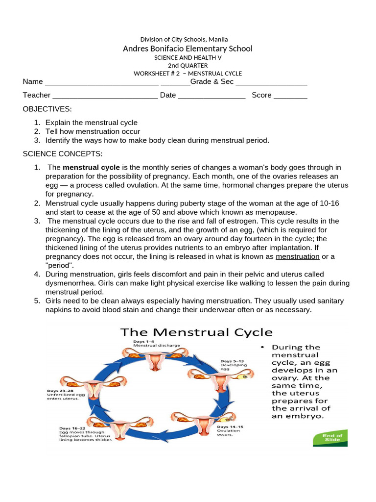 WORKSHEET-MENSTRUAL-CYCLE | PDF | Menstrual Cycle | Ovary