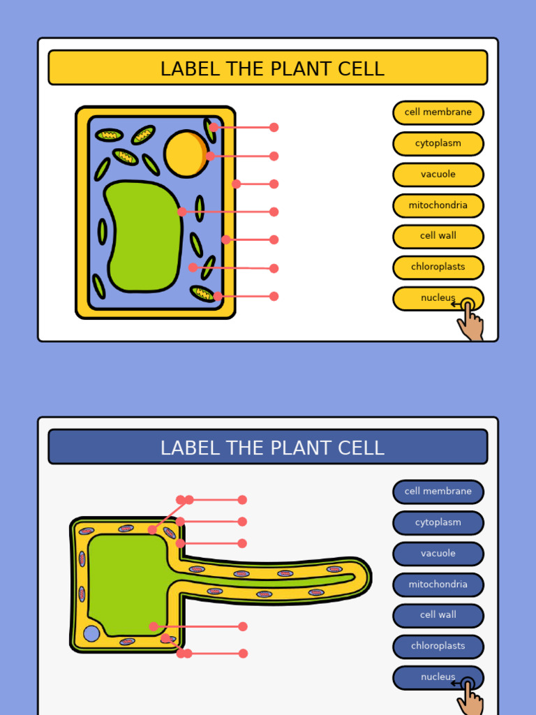 Plant Cell Drag and Drop Worksheet in Colourful Simple Style | PDF