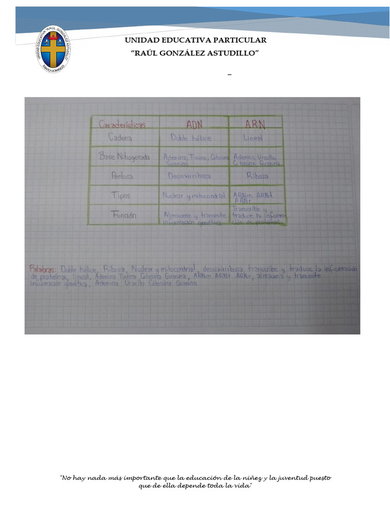 Cuadro Diferencia Adn - Arn | PDF