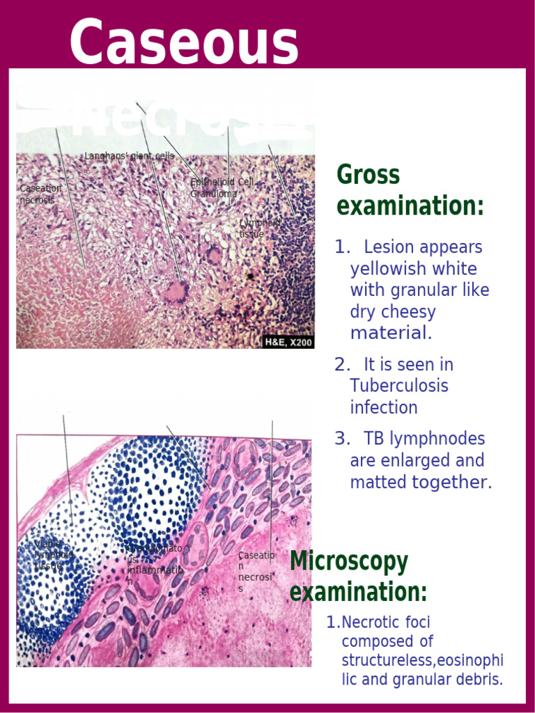 1-5x2 square shape | PDF | Diseases And Disorders | Cell Biology