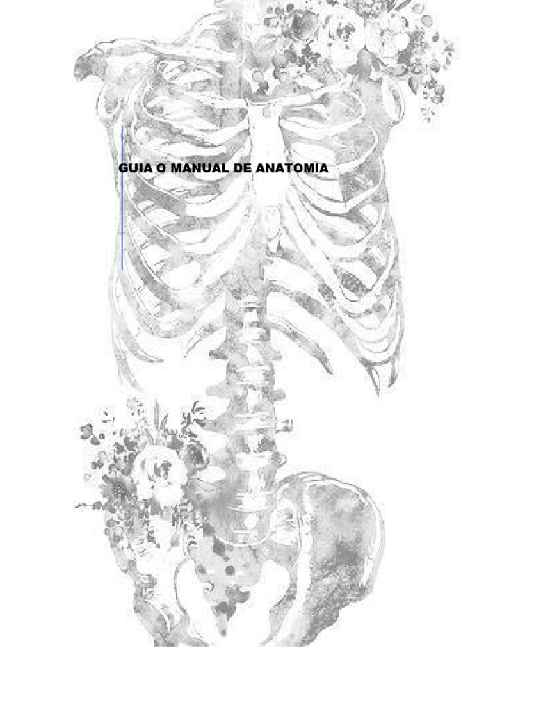 Manual De Anatomia Completo Pdf Sistema Nervioso Pelvis