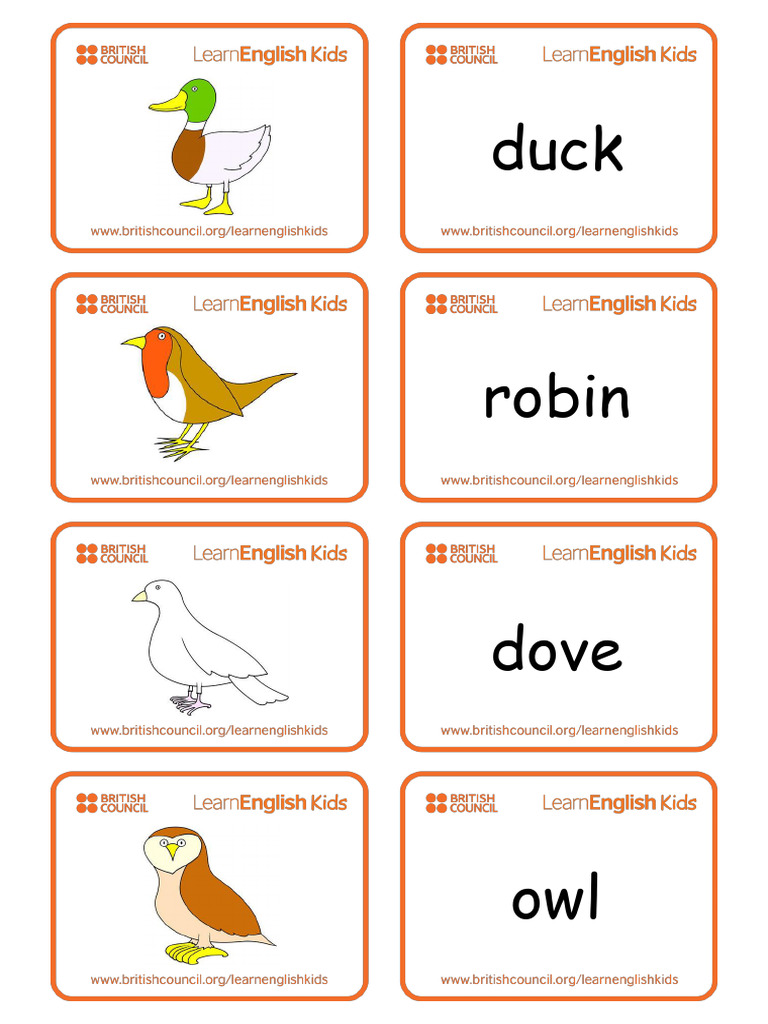 Flashcards Birds | PDF