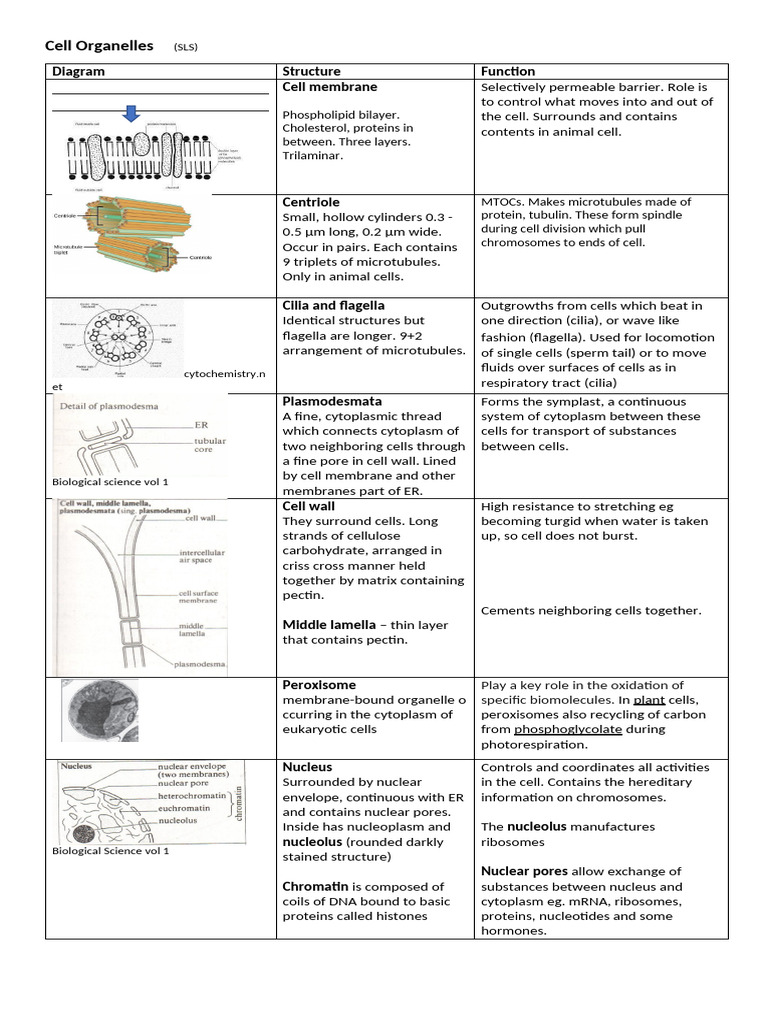 Cell Handout | PDF | Cell (Biology) | Cell Nucleus