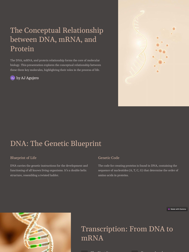 DNA, mRNA, and Protein Interactions | PDF | Messenger Rna | Proteins