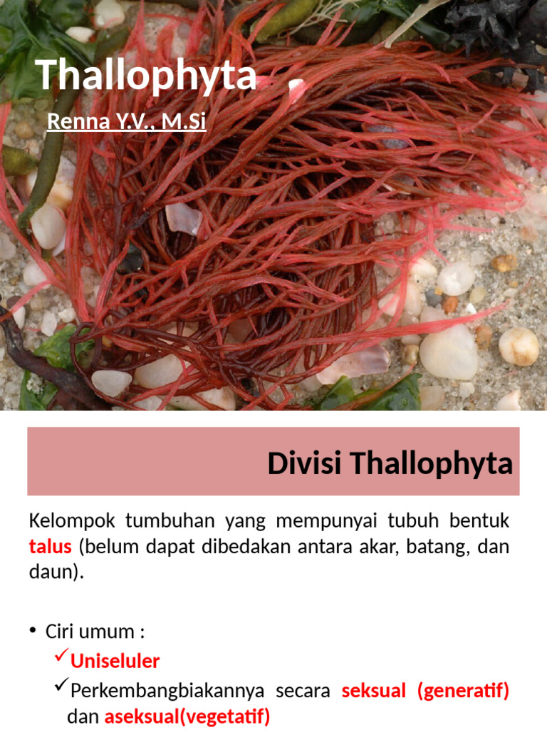 Thallophyta dan Schizophyta (Renna Y. V.) | PDF