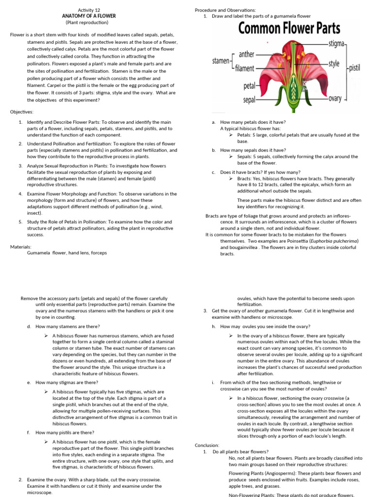 BIO Activity 12 Gumamela Flower | PDF | Flowers | Petal