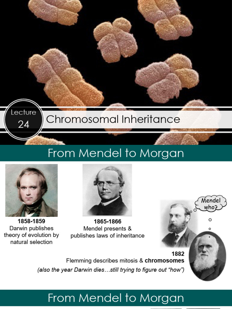 Lec24 ChromoInherit F24 | PDF | Genetic Linkage | Dominance (Genetics)