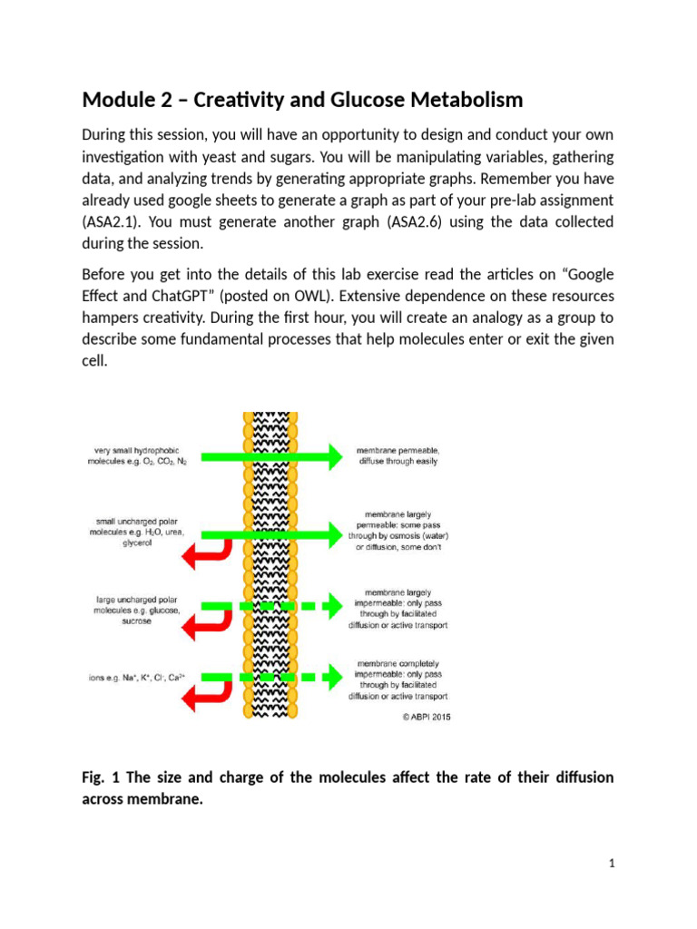 Module2 Creativity+and+Glucose 2024 | PDF | Glycolysis | Fermentation
