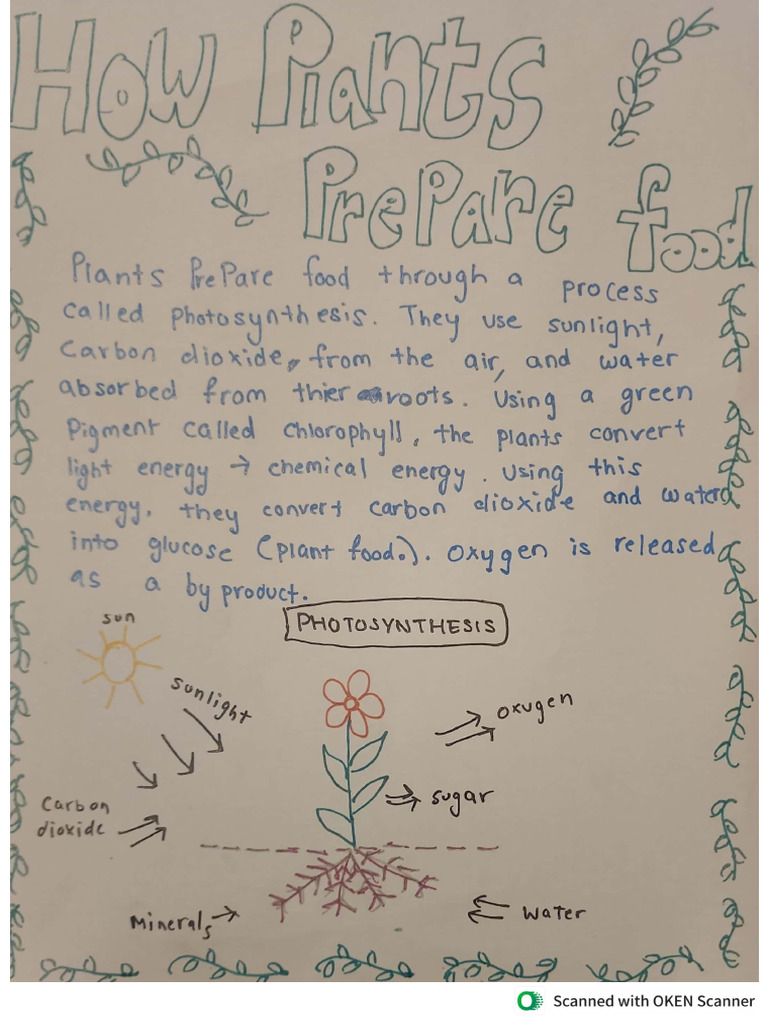 Photosynthesis and Making Food in Plants | PDF