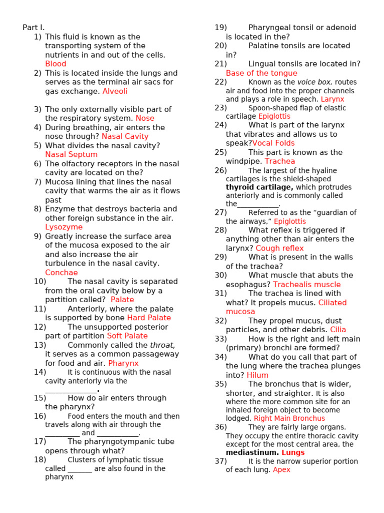 Anatomy Quiz: Respiratory System | PDF | Lung | Respiratory Tract