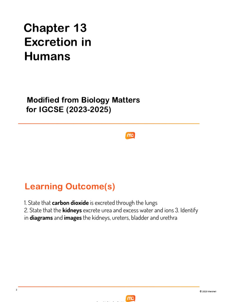 Qianyi Zhang - 13 Excretion in Humans (Student) | PDF | Kidney | Urinary System