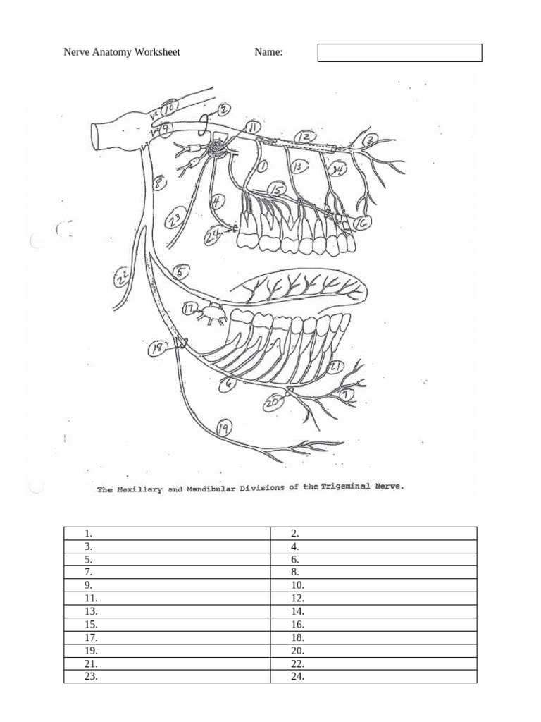 Anesthesia Nerve Anatomy Worksheet | PDF