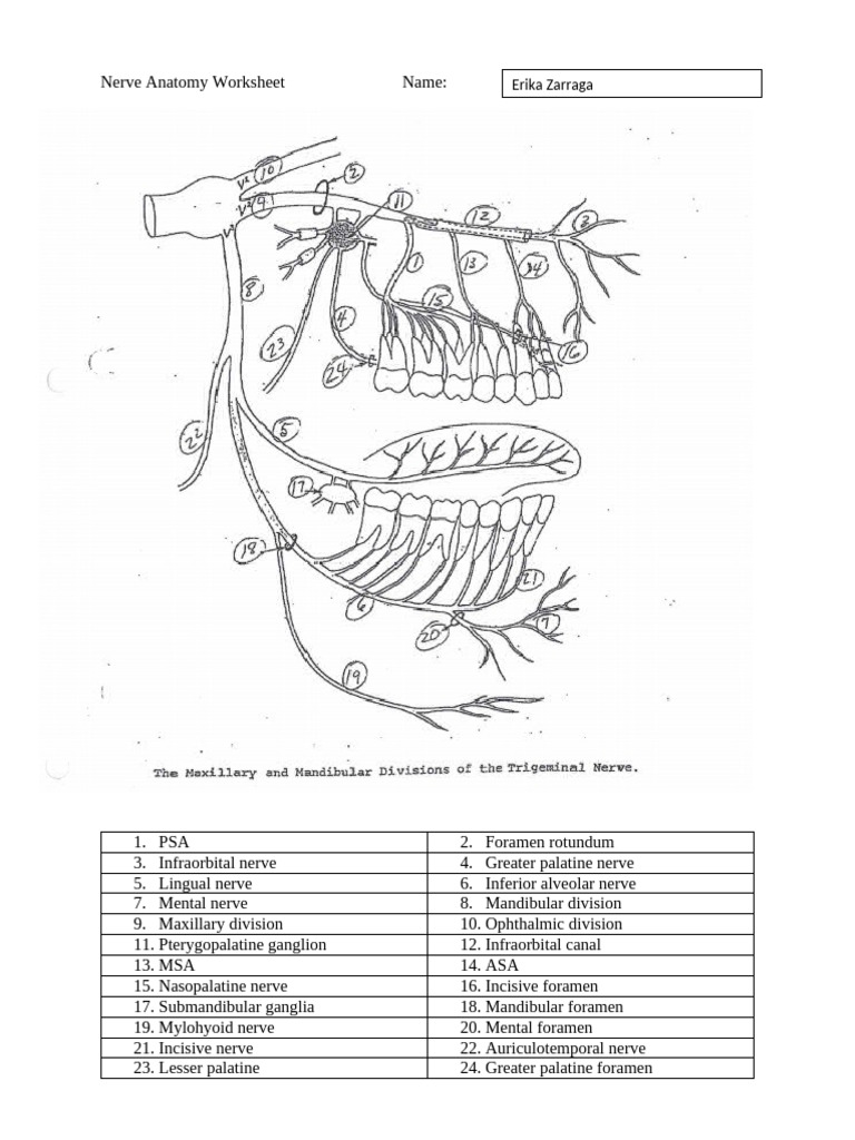 Anesthesia Nerve Anatomy Worksheet | PDF