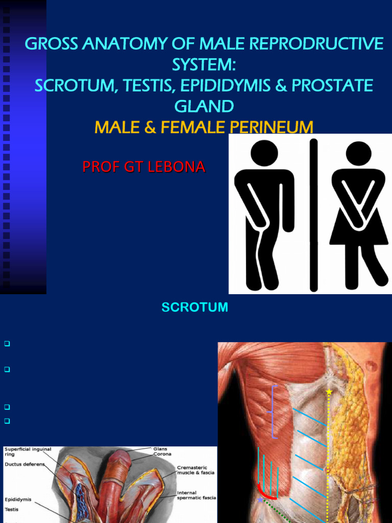 Gross Anatomy of Male Reproductive System, Male and Female Perineum ...