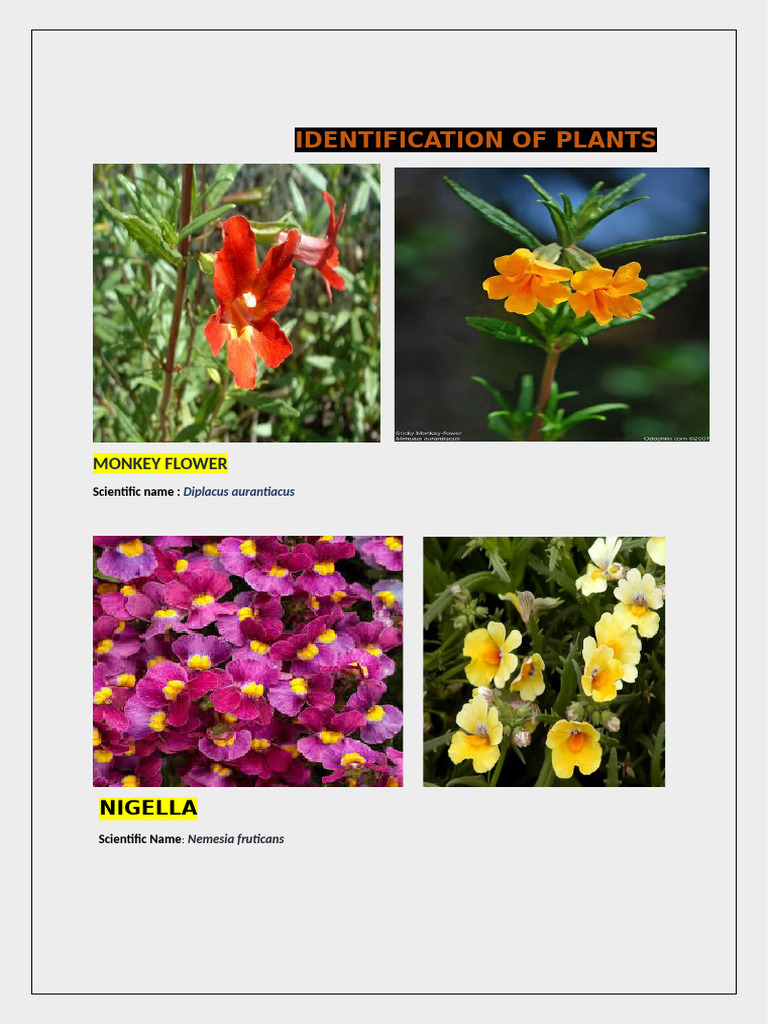 Plant Identification Guide: Scientific Names | PDF