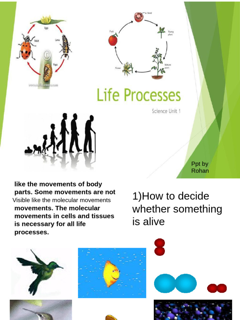 6-LIFE PROCESSES PPT - Rohan | PDF | Cellular Respiration | Atrium (Heart)