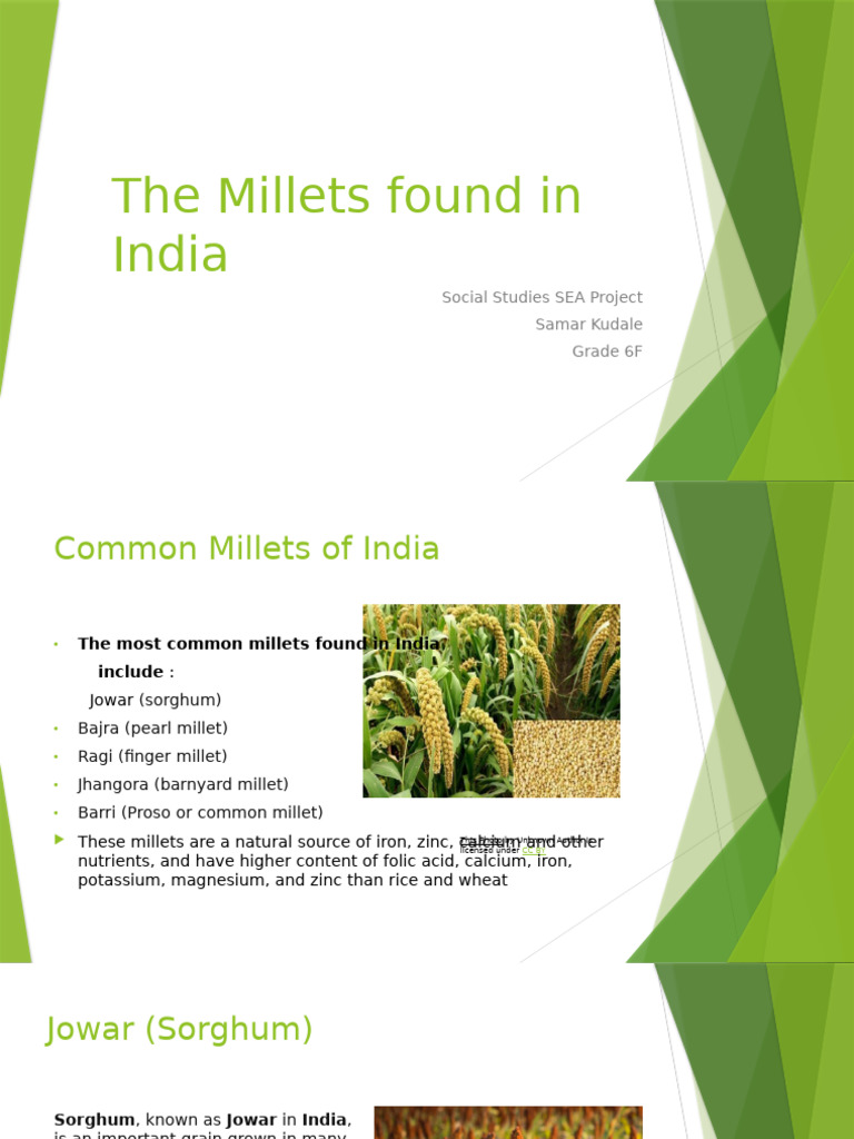 Common Millets of India Explained | PDF | Crops | Cereals
