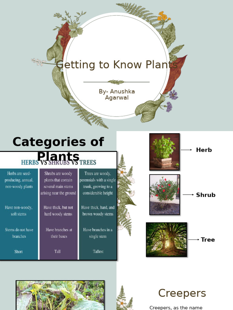 Getting To Know Plants | PDF | Flowers | Leaf