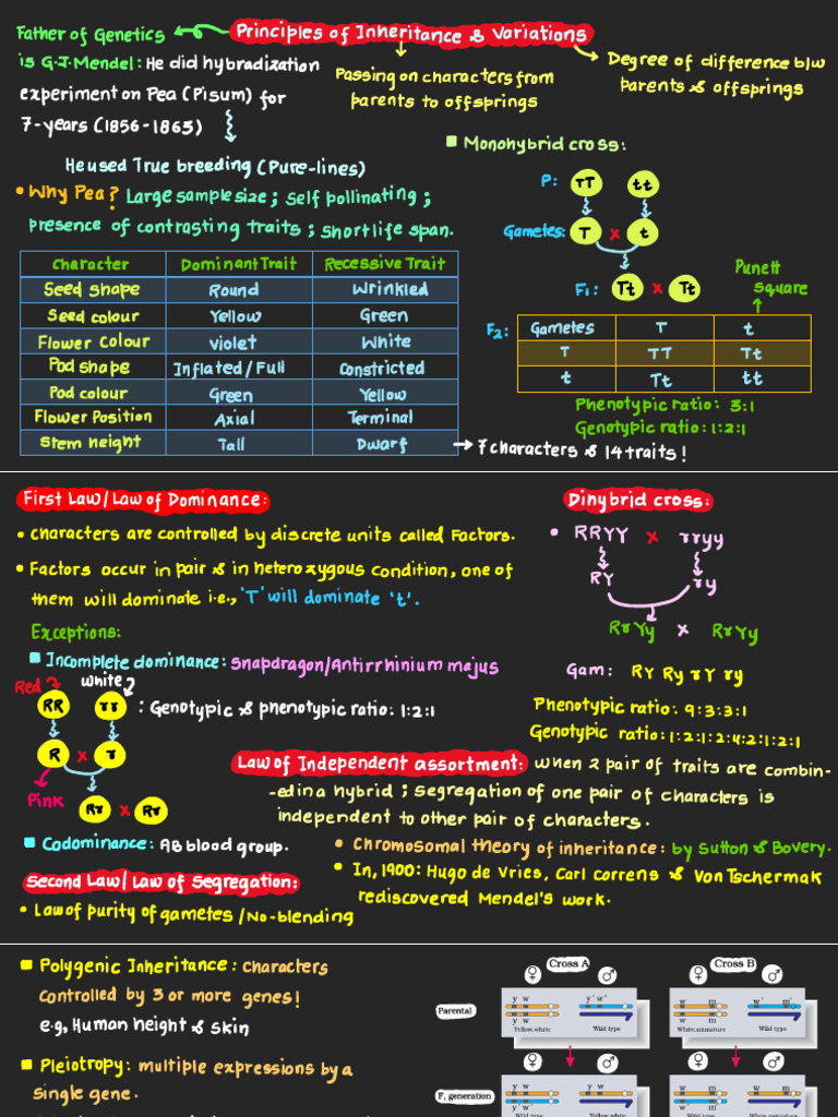Principles of Inheritance | PDF