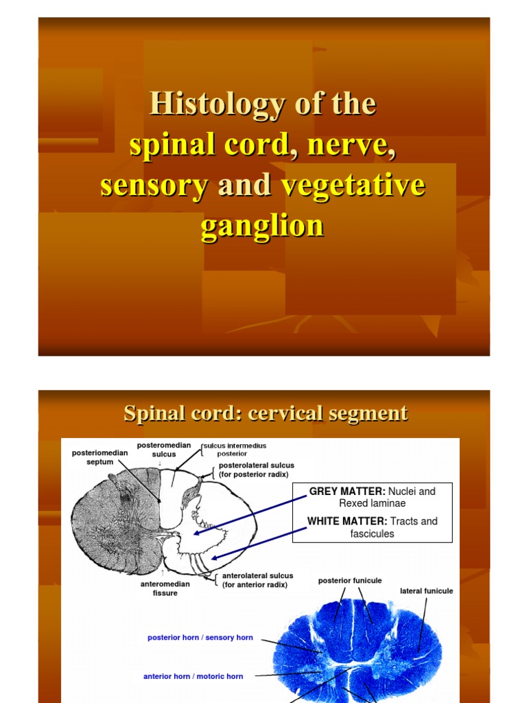 Spinal Ganglion and Histology Overview | PDF | Spinal Cord | Motor Neuron