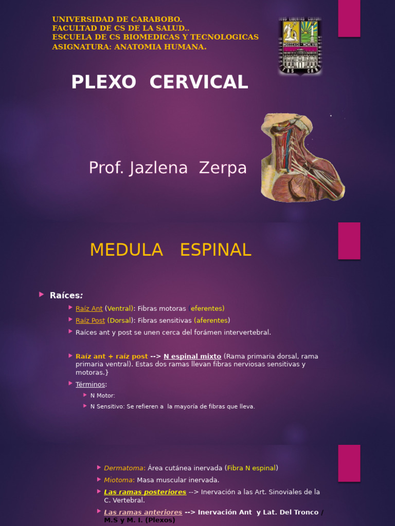Plexo Cervical JZ 24 | PDF | Tórax (anatomía humana) | Anatomía humana