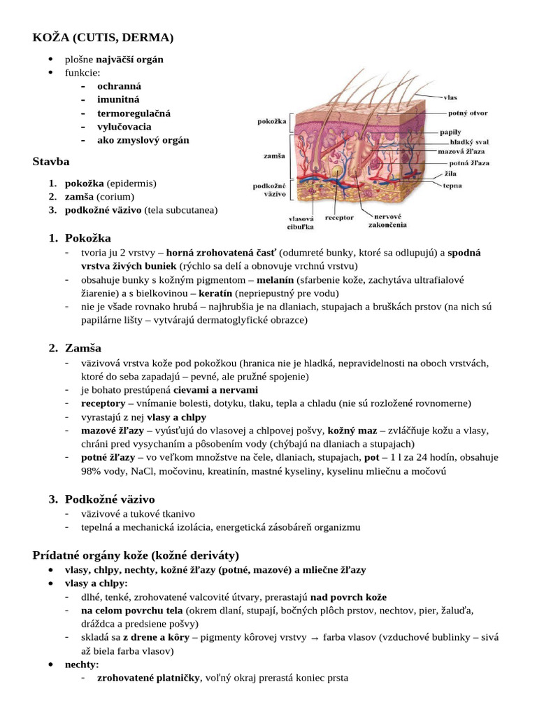 Koža - Poznámky | PDF