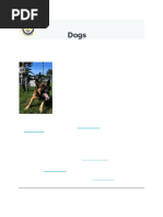 Answerkey - Clever Canines - Multiple Choice Reading | PDF | Career ...