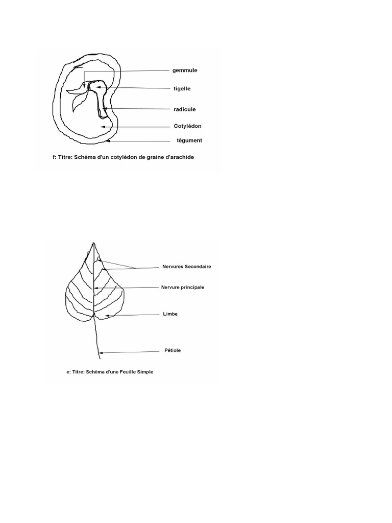 Correction Interro 2 Svt 6ème | PDF