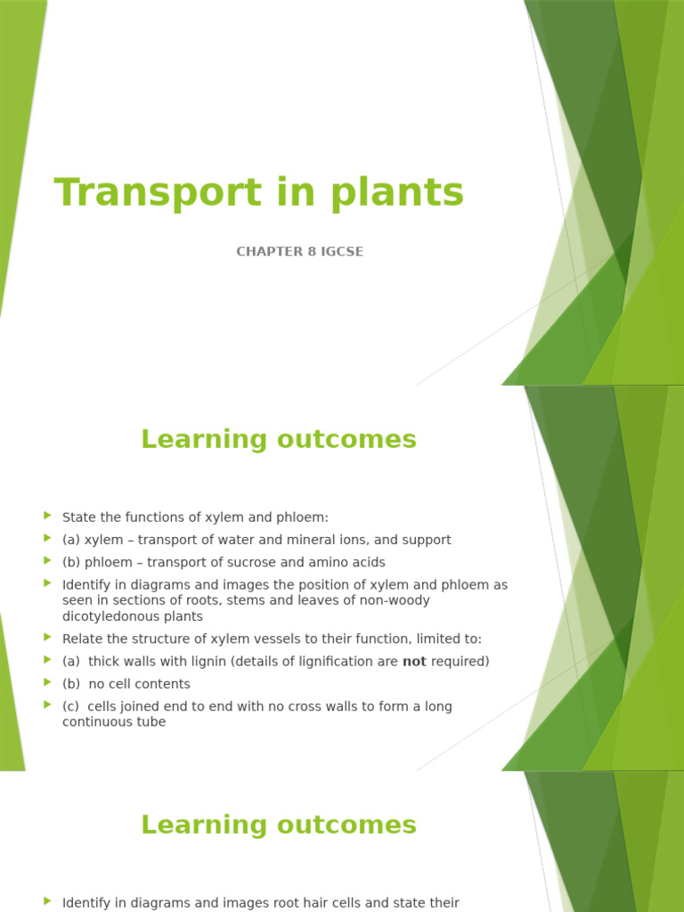 Transport in Plants IGCSE Chapter 8 (2023) | PDF | Stoma | Leaf
