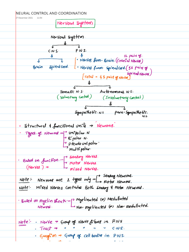 Neural Control and Coordination Overview | PDF