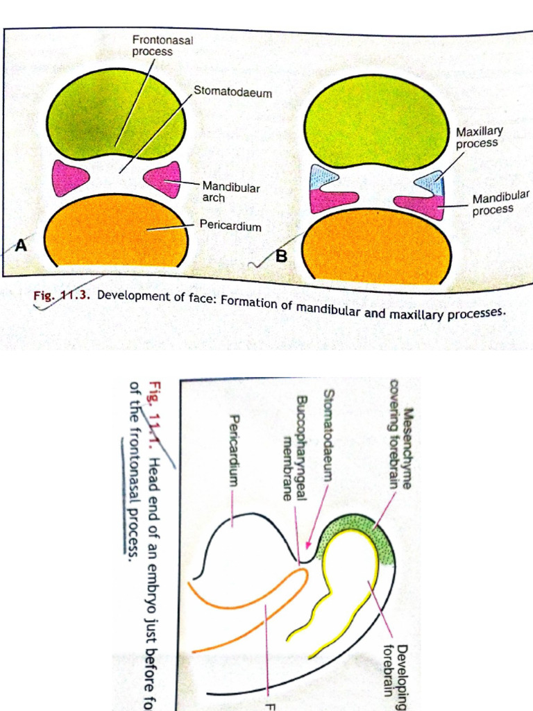development of face, pharyngeal arch | PDF