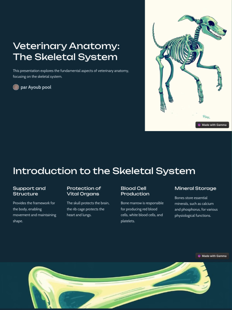 Veterinary Anatomy: Skeletal System Overview | PDF | Bone | Skeleton